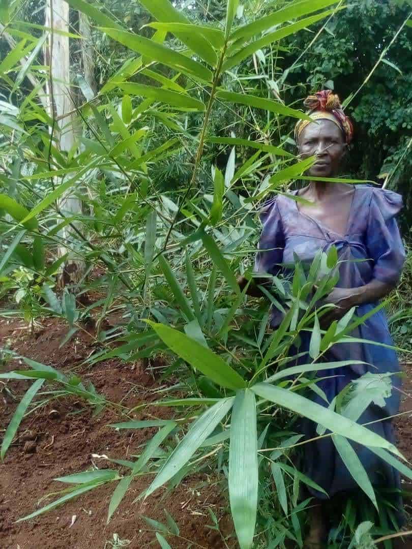 Bamboo for sustainable livelihoods