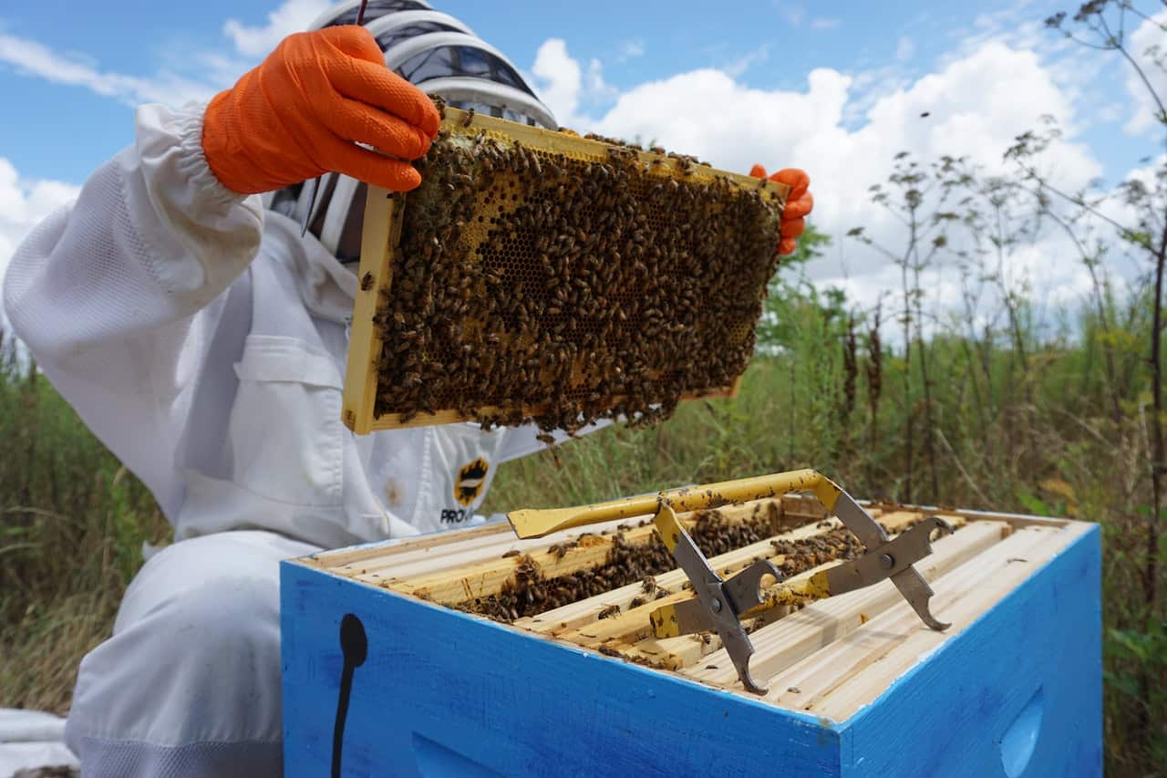 Empowering Ugandan Women through Beekeeping