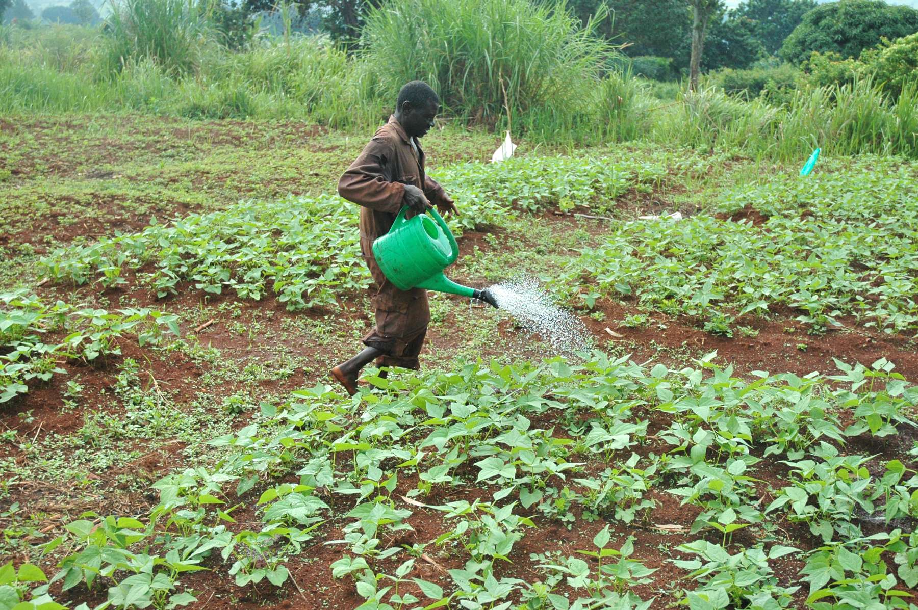 Agroecology is Empowering Smallholder Farmers in Uganda